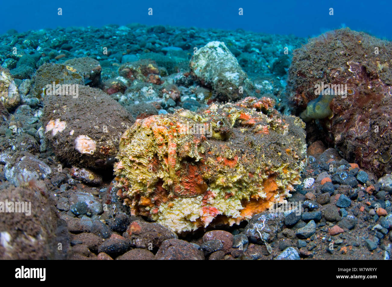 Biodiversity In Java High Resolution Stock Photography and Images - Alamy