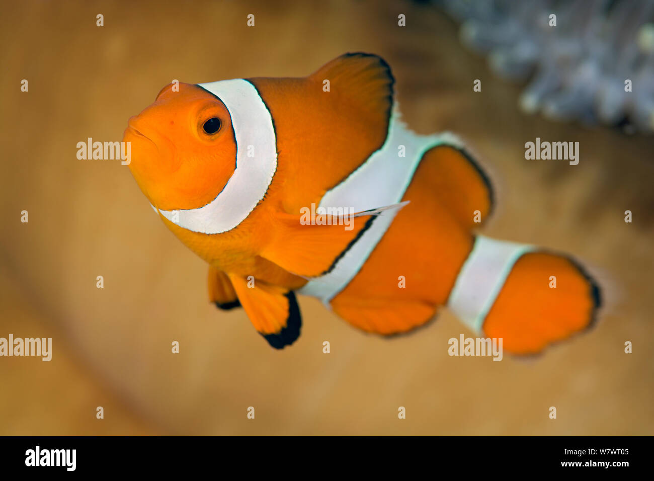 False front hi-res stock photography and images - Alamy