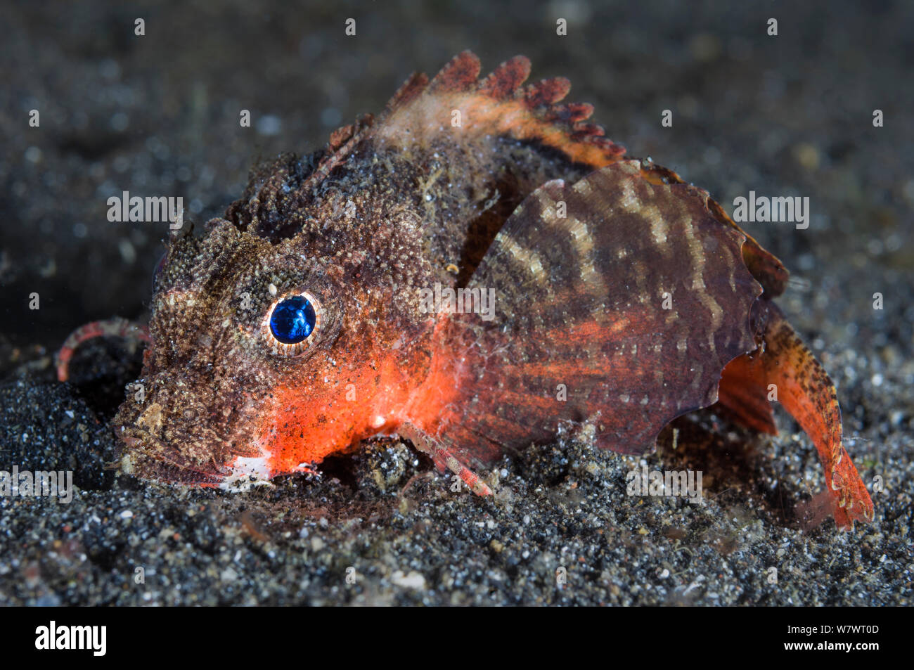 Crawling fish hi-res stock photography and images - Alamy