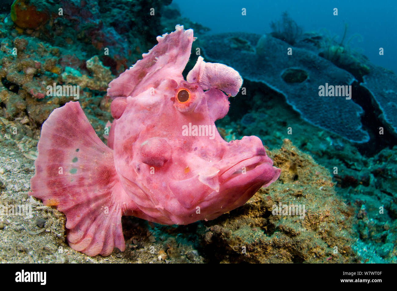 Portrait of Paddle-flap scorpionfish (Rhinopias eschmeyeri) on rubble ...