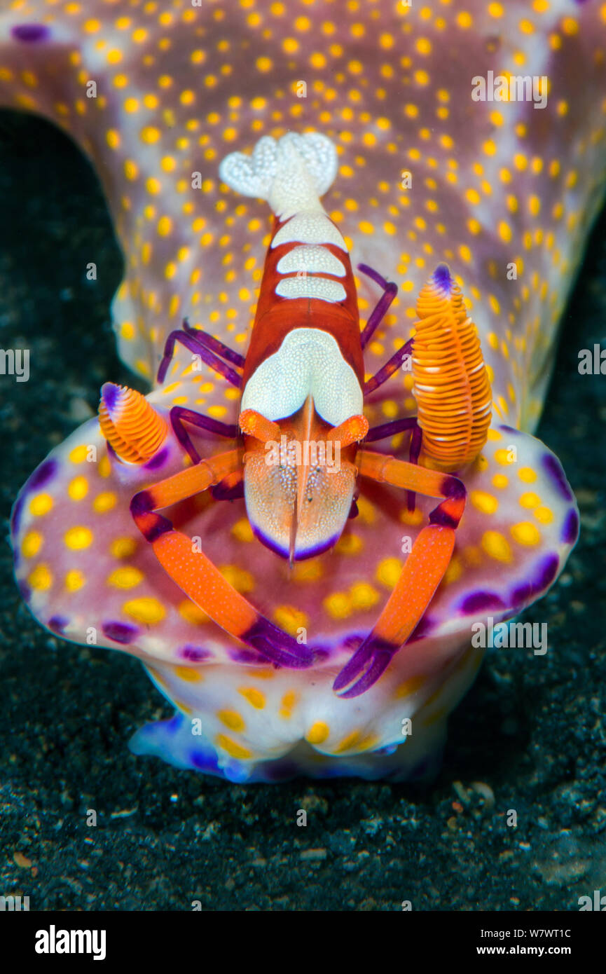 Emperor shrimp (Periclimenes imperator) hitchhiking on large t-bar ...