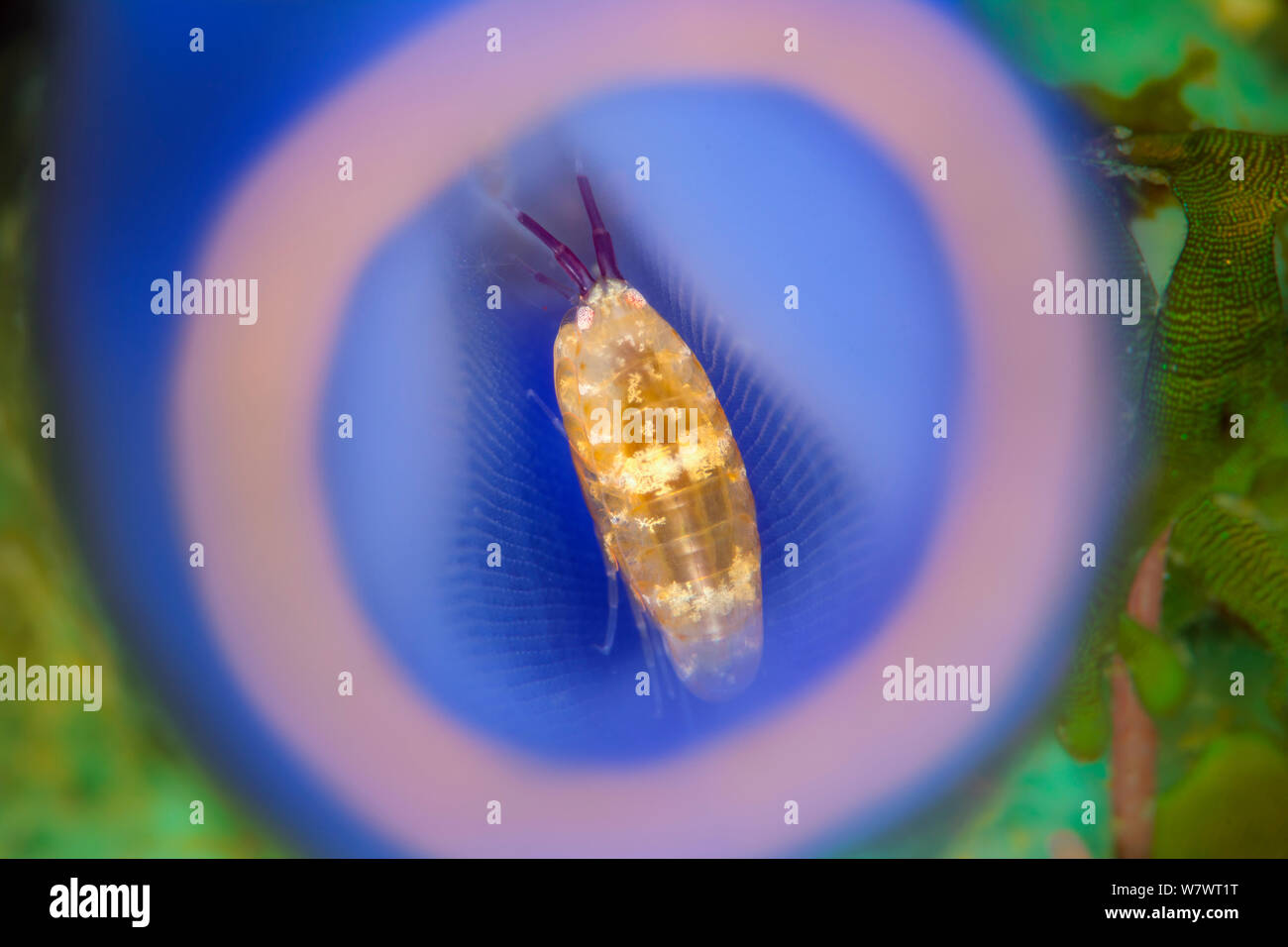 Amphipod crustacean pacific hi-res stock photography and images - Alamy