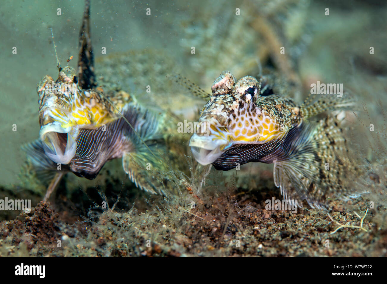 Pair of male Longtail dragonets (Callionymus neptunius) aggressively ...