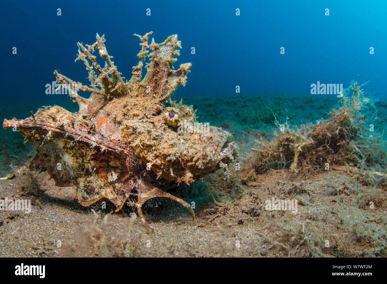 Devil scorpionfish (Inimicus didactylus) moves across sandy seabed ...
