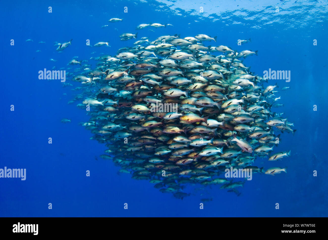 Large school of Bohar snappers (Lutjanus bohar) which have gathered in ...