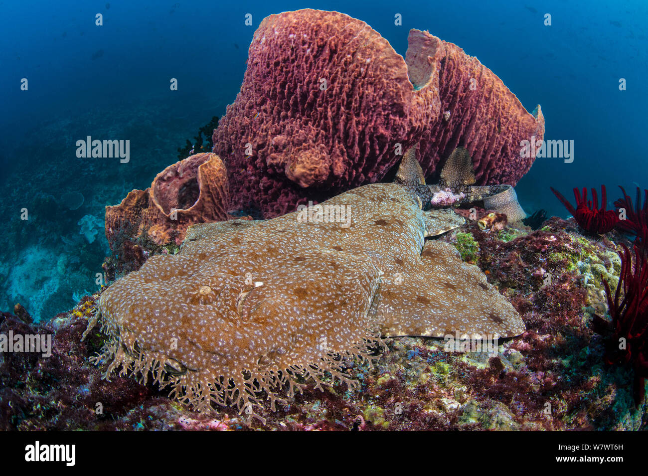 Orectolobidae biodiversity tassled wobbegong hi-res stock photography ...