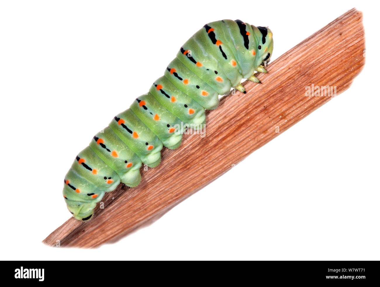 Larva of common swallowtail (Papilio machaon) almost ready to pupate ...