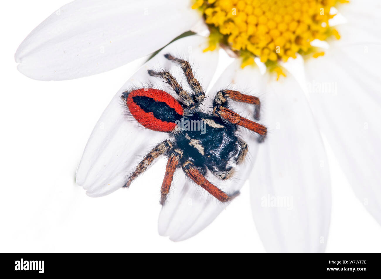 Jumping spider (Philaeus chrysops) in garden at Podere Montecucco ...
