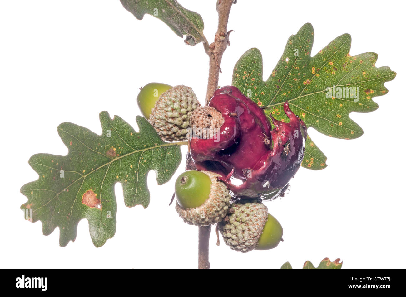 Purplish brown, sticky oak gall caused by Gall wasp (Andricus ...