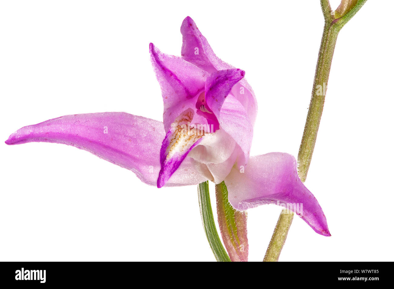 Red Helleborine (Cephalanthera rubra) in flower, a rare orchid ...