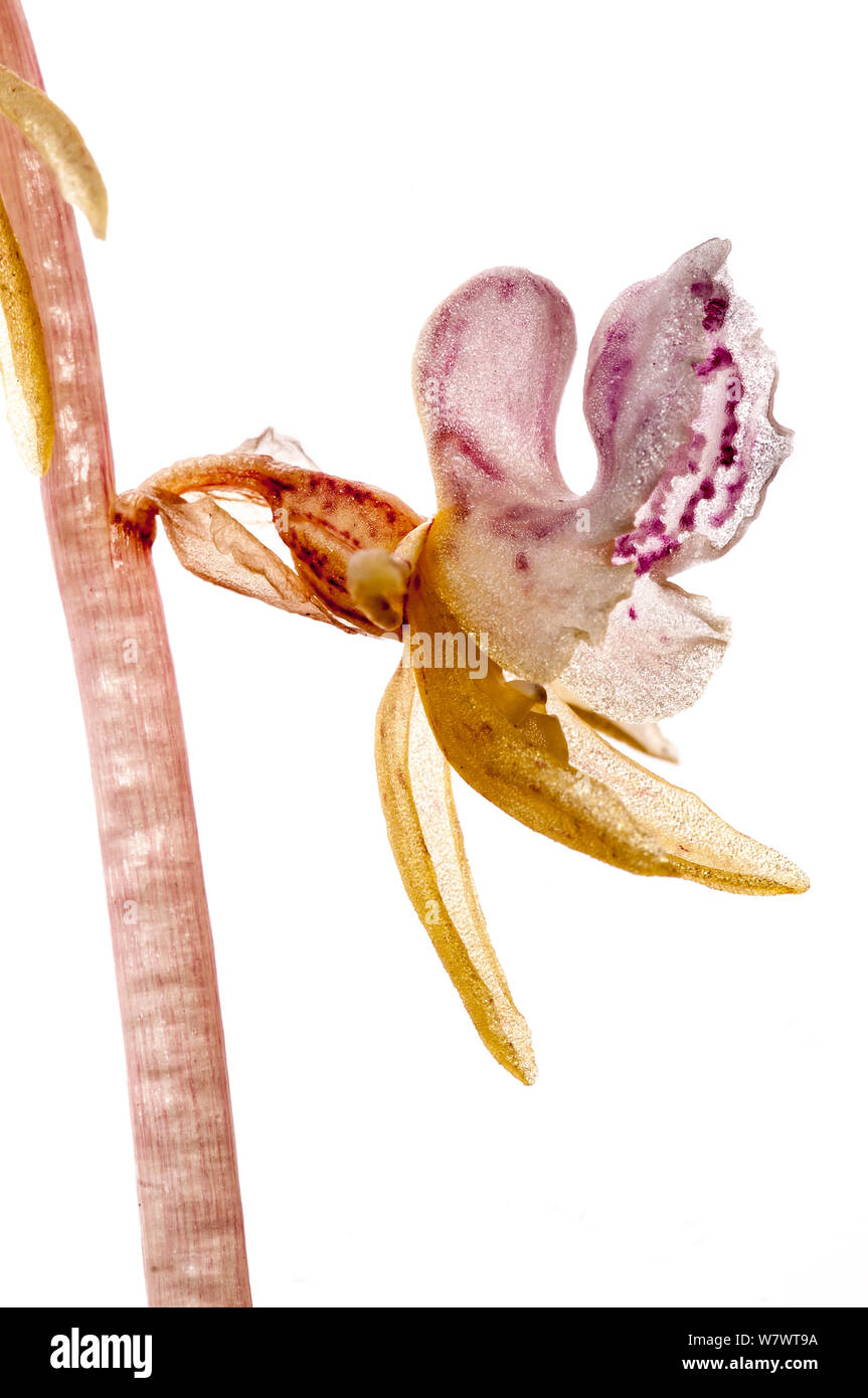 Ghost orchid (Epipogium aphyllum) in flower, very rare and sporadic ...