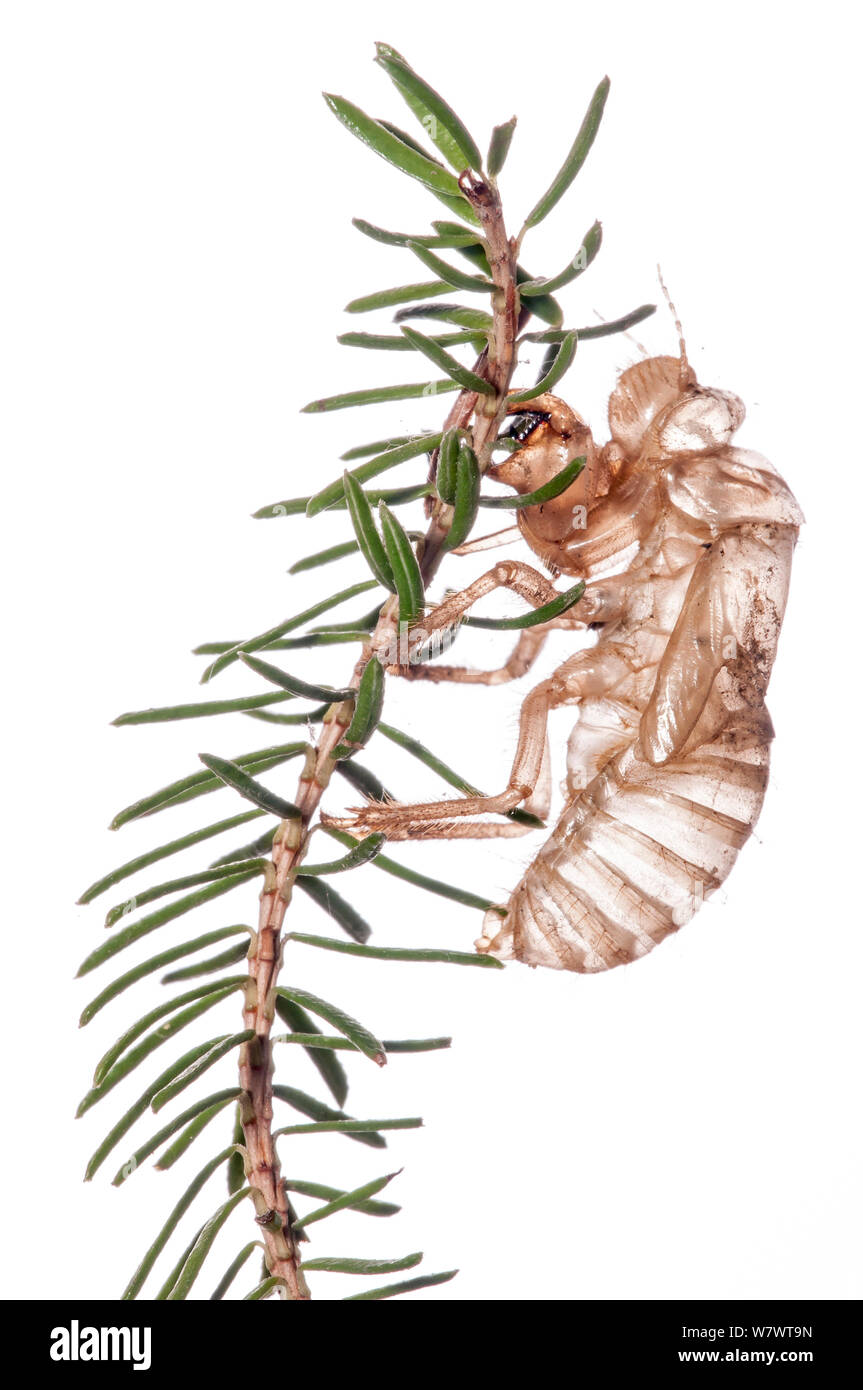 Hemiptera cicadidae exoskeleton Cut Out Stock Images & Pictures - Alamy