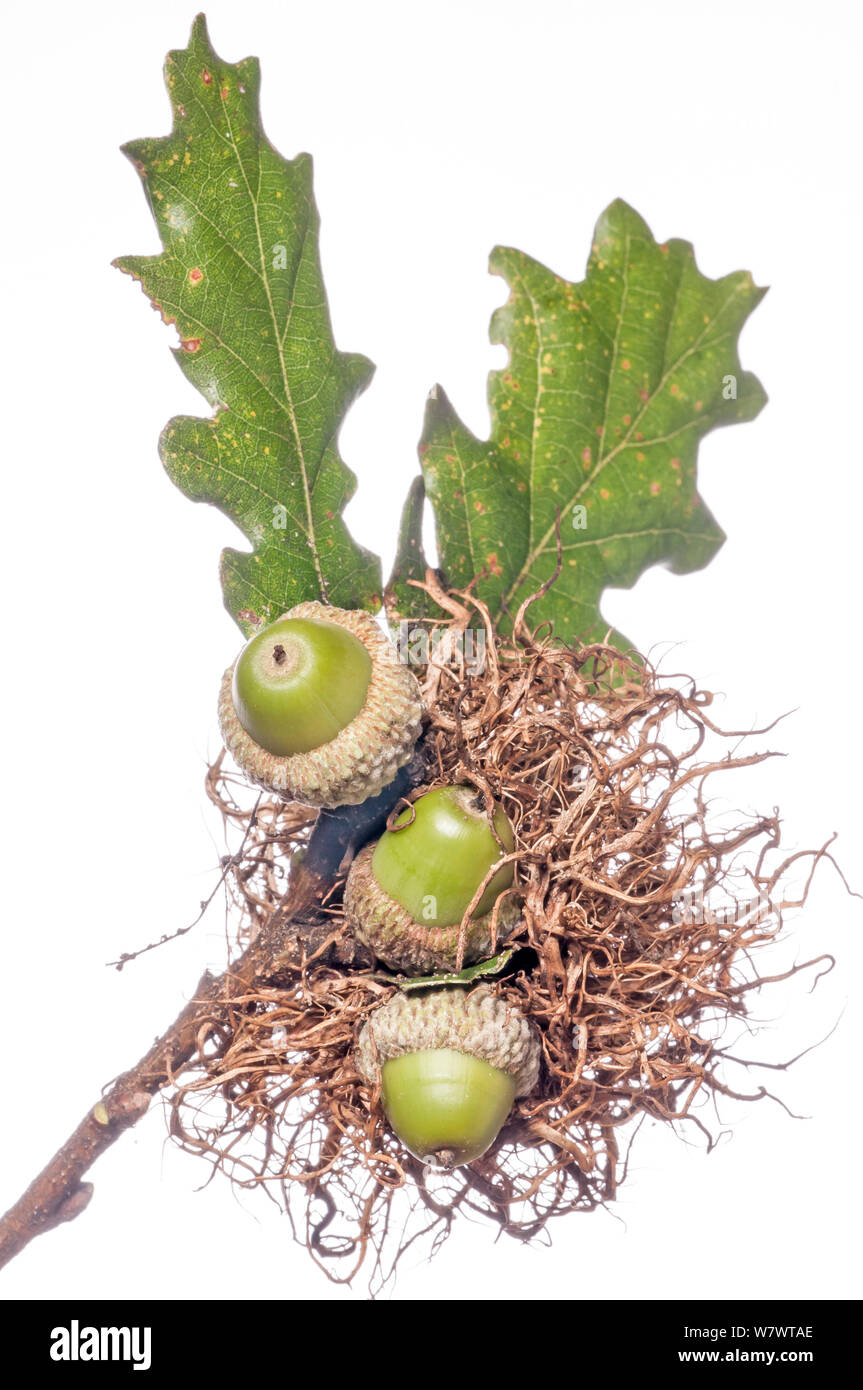 Head parasites Cut Out Stock Images & Pictures - Alamy