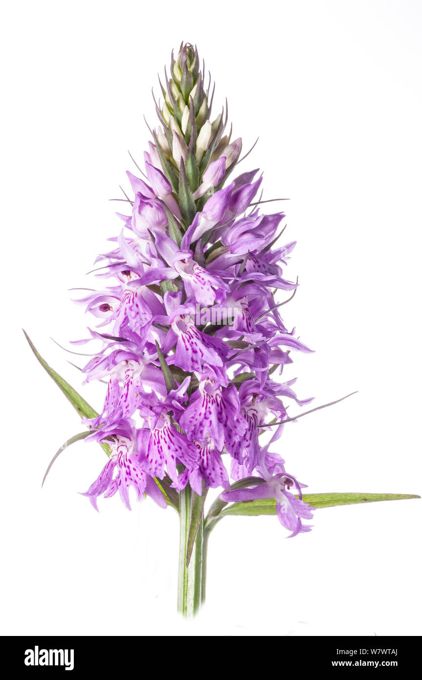 Orchid seed europe Cut Out Stock Images & Pictures - Alamy