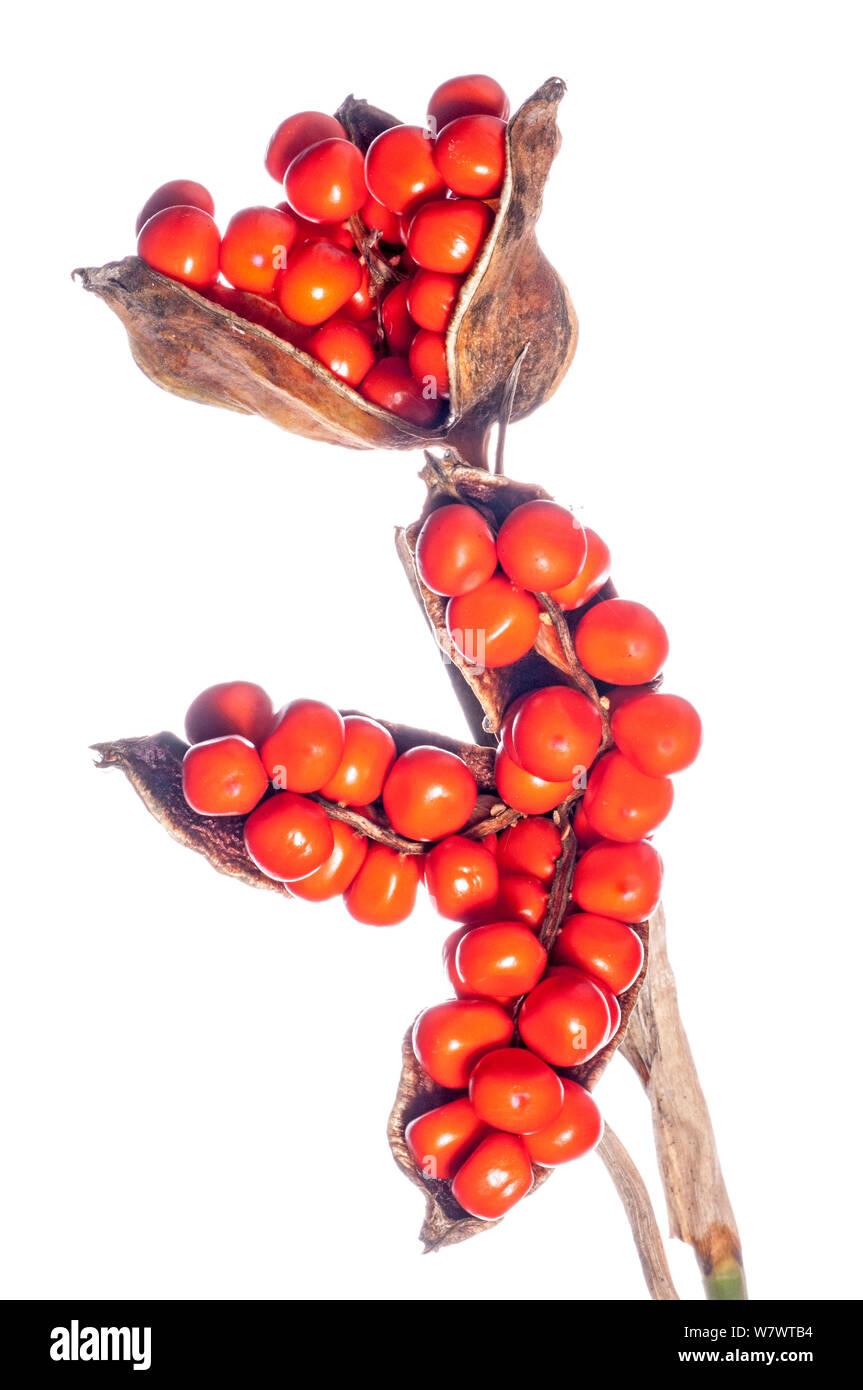 Stinking iris iris foetidissima berries hi-res stock photography and ...