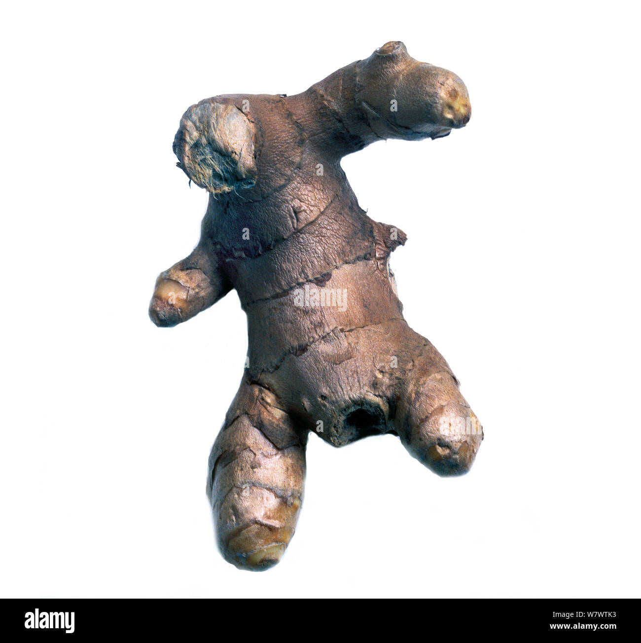 Ginger root (Zingiber officinale) which looks like a human figure ...