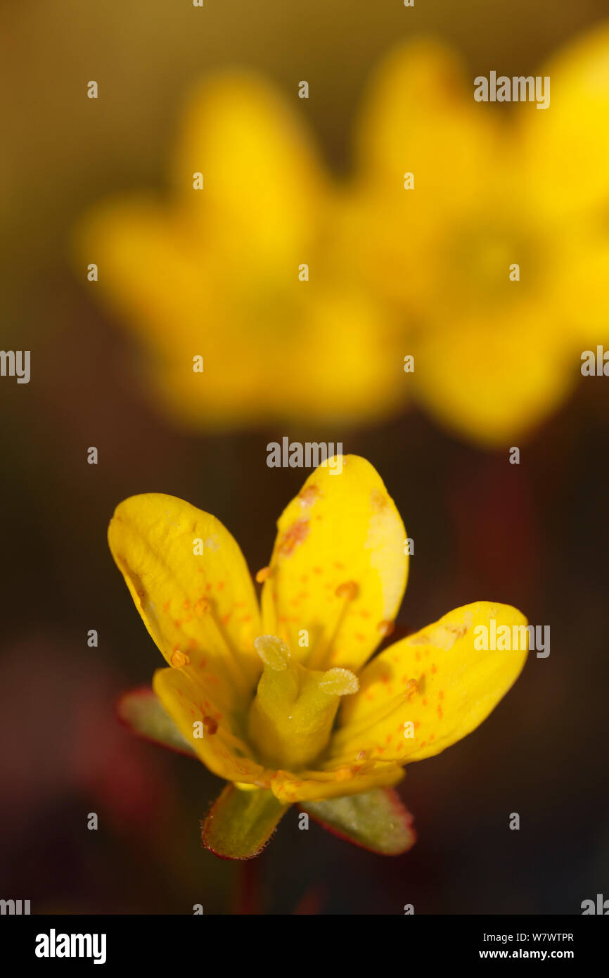 Saxifraga hirculus hi-res stock photography and images - Alamy