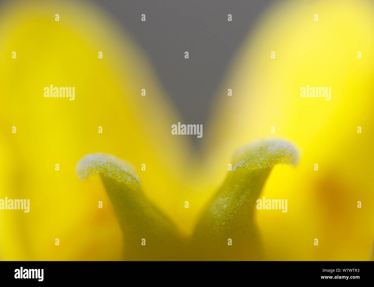 Close up of stigma of Marsh saxifrage (Saxifaga hirculus) Svalbard ...