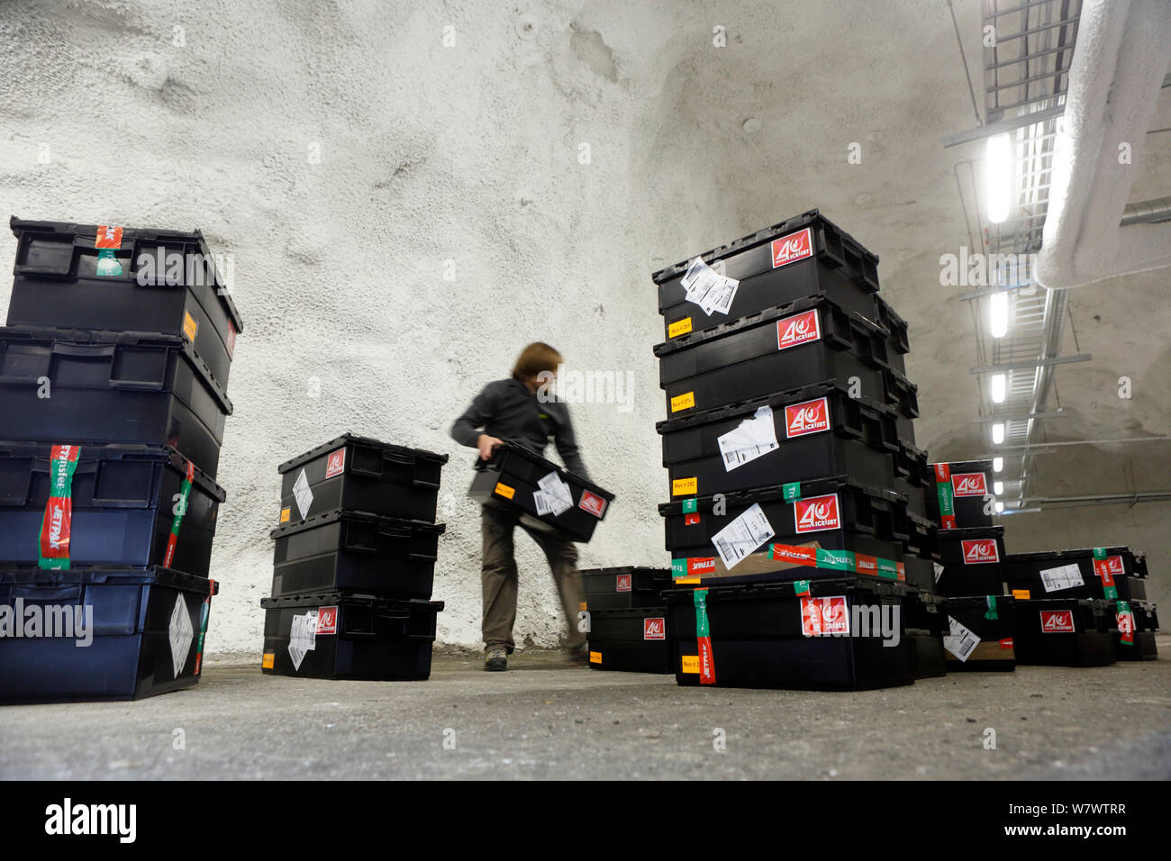 Man at Svalbard Global Seed Bank sorting and cataloguing new seeds ...