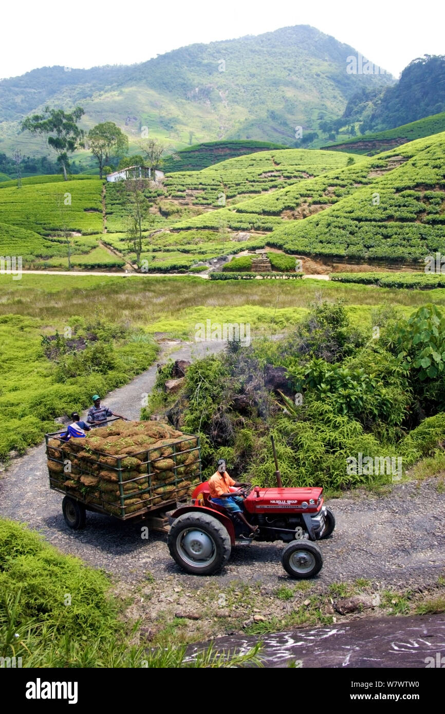 Tractor pulling load of freshly picked tea (Camellia sinensis) at tea ...