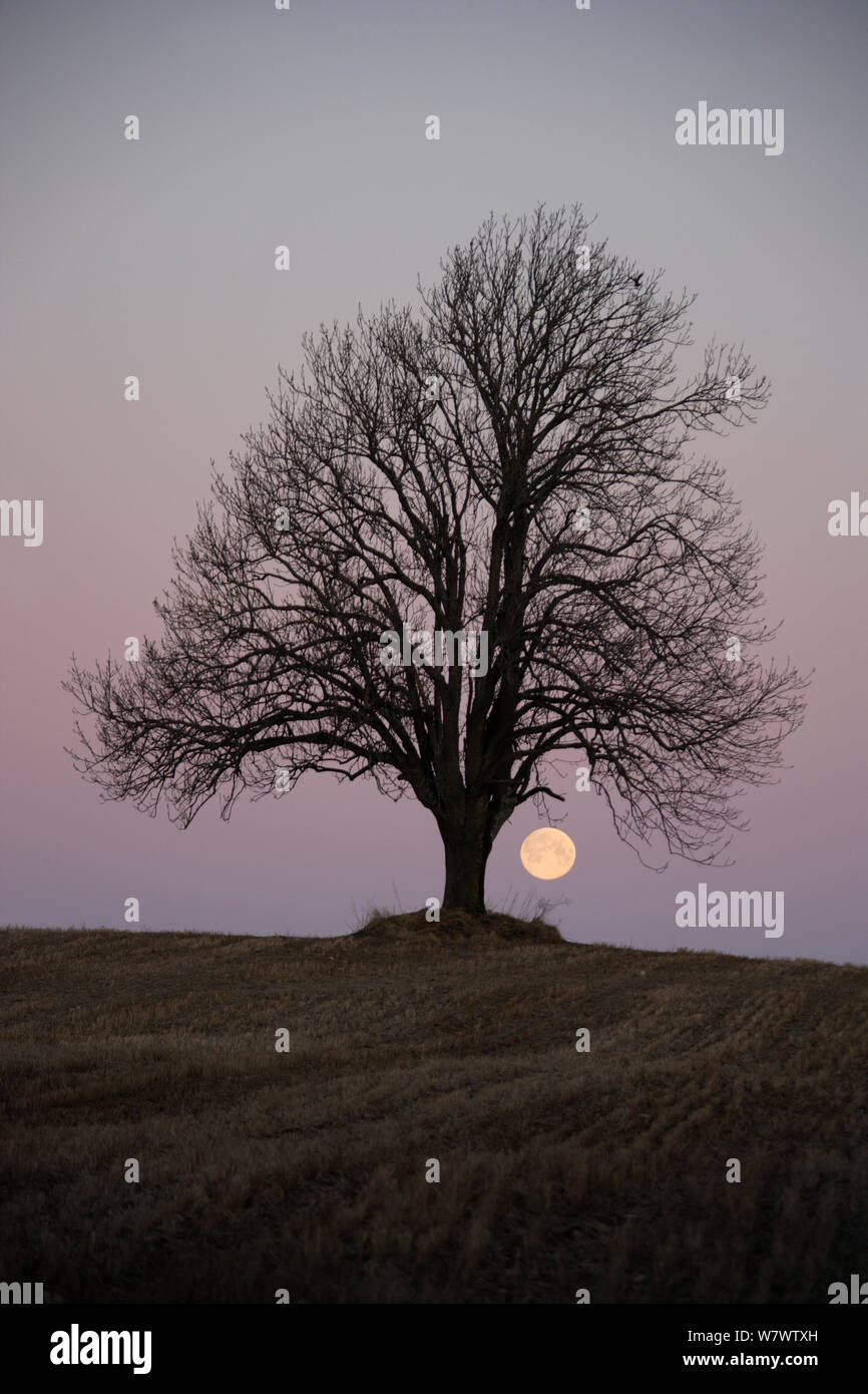 Oak tree (Quercus sp) and moon, Akershus, Norway, January Stock Photo ...