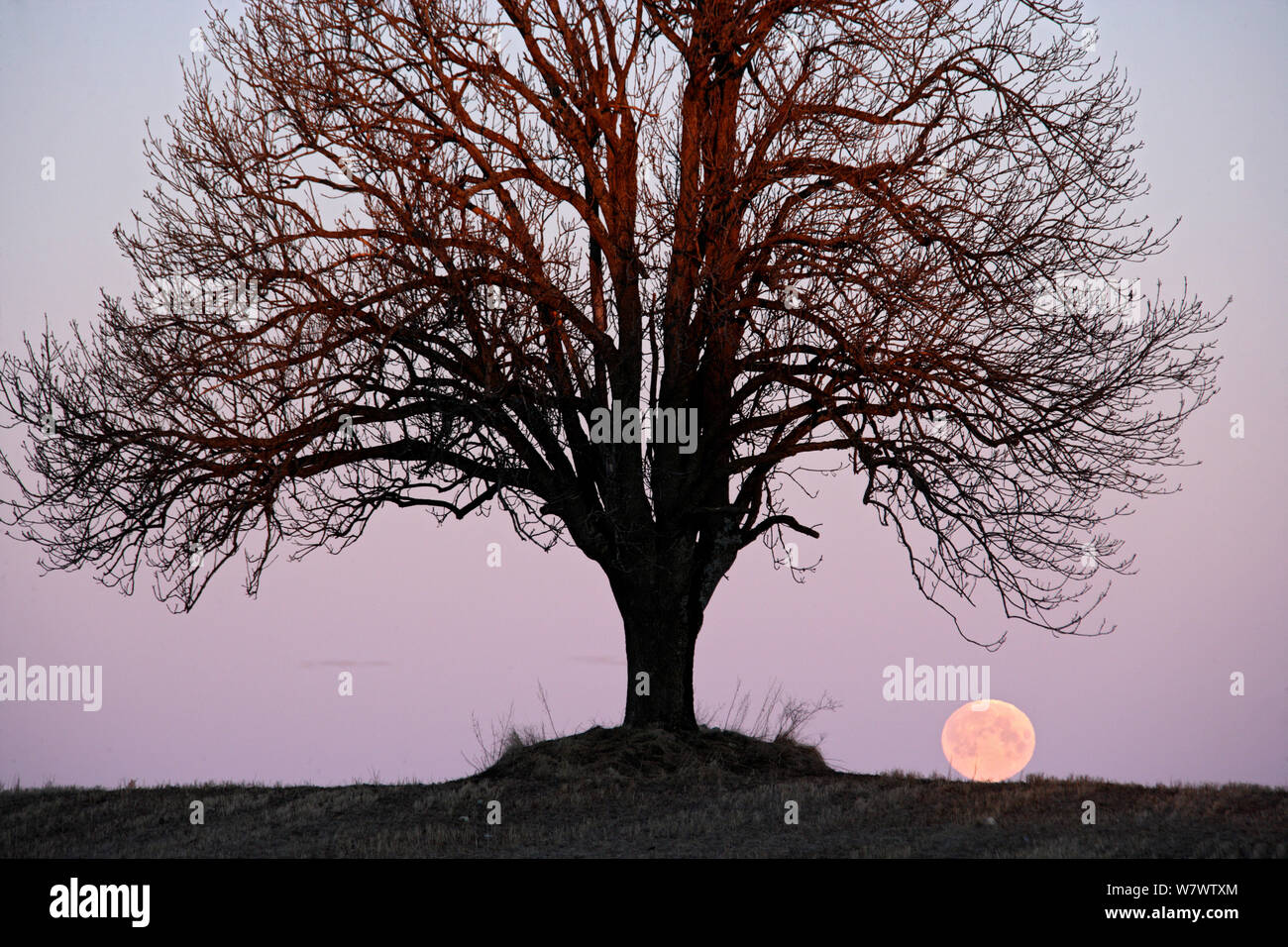 Nordic oak tree hi-res stock photography and images - Alamy