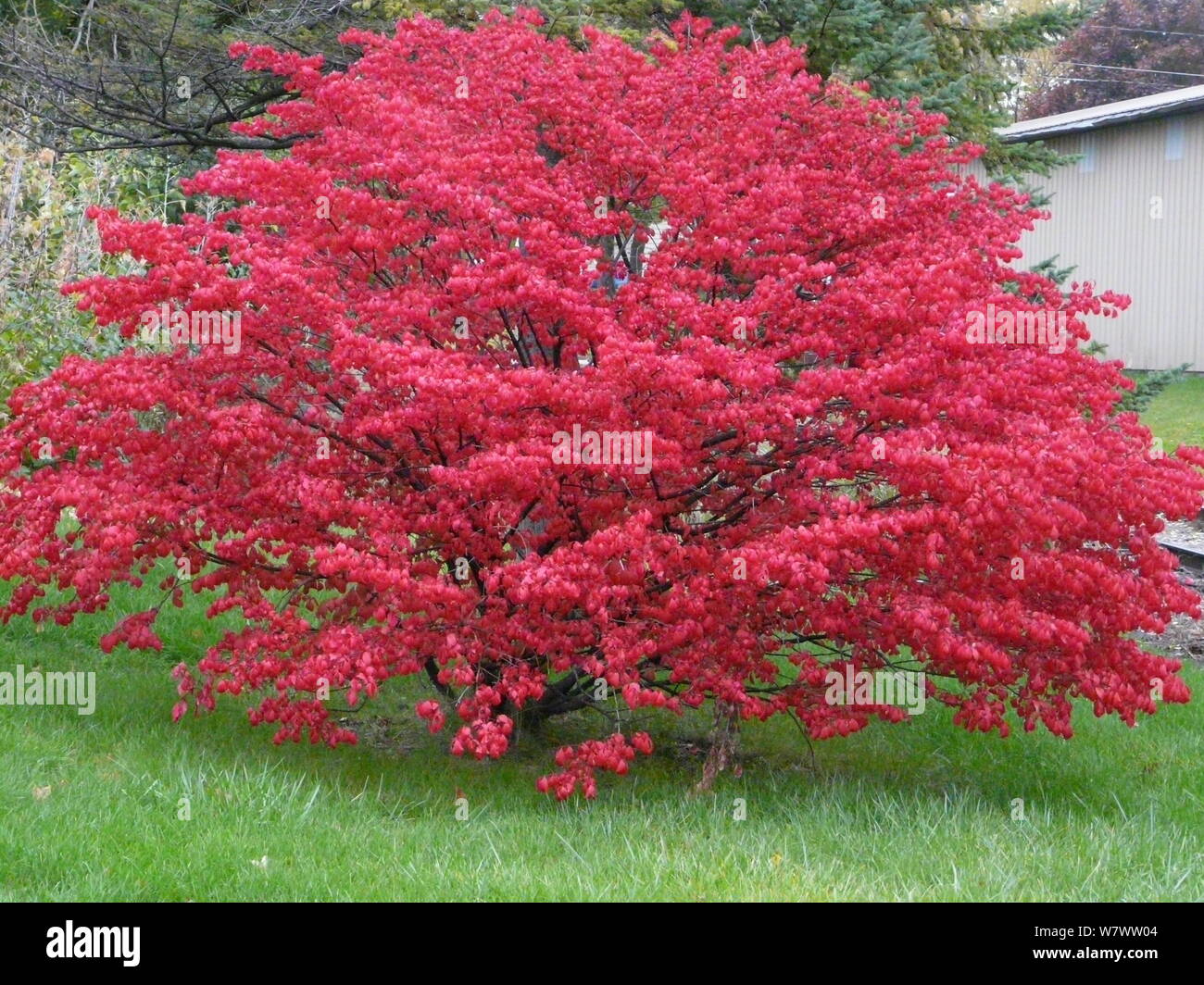 Typical bush hi-res stock photography and images - Alamy