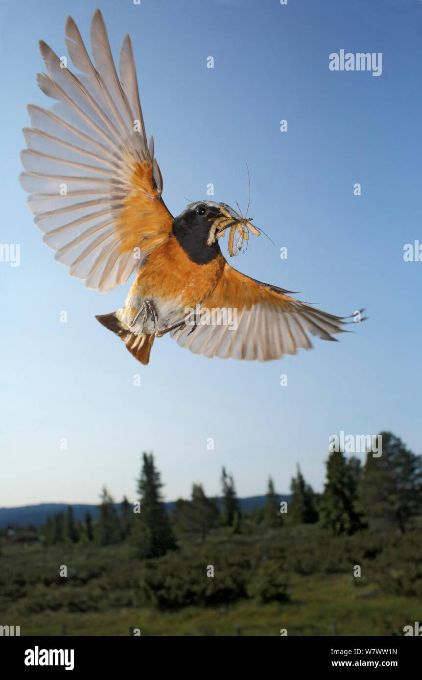 Male common redstart flying hi-res stock photography and images - Alamy