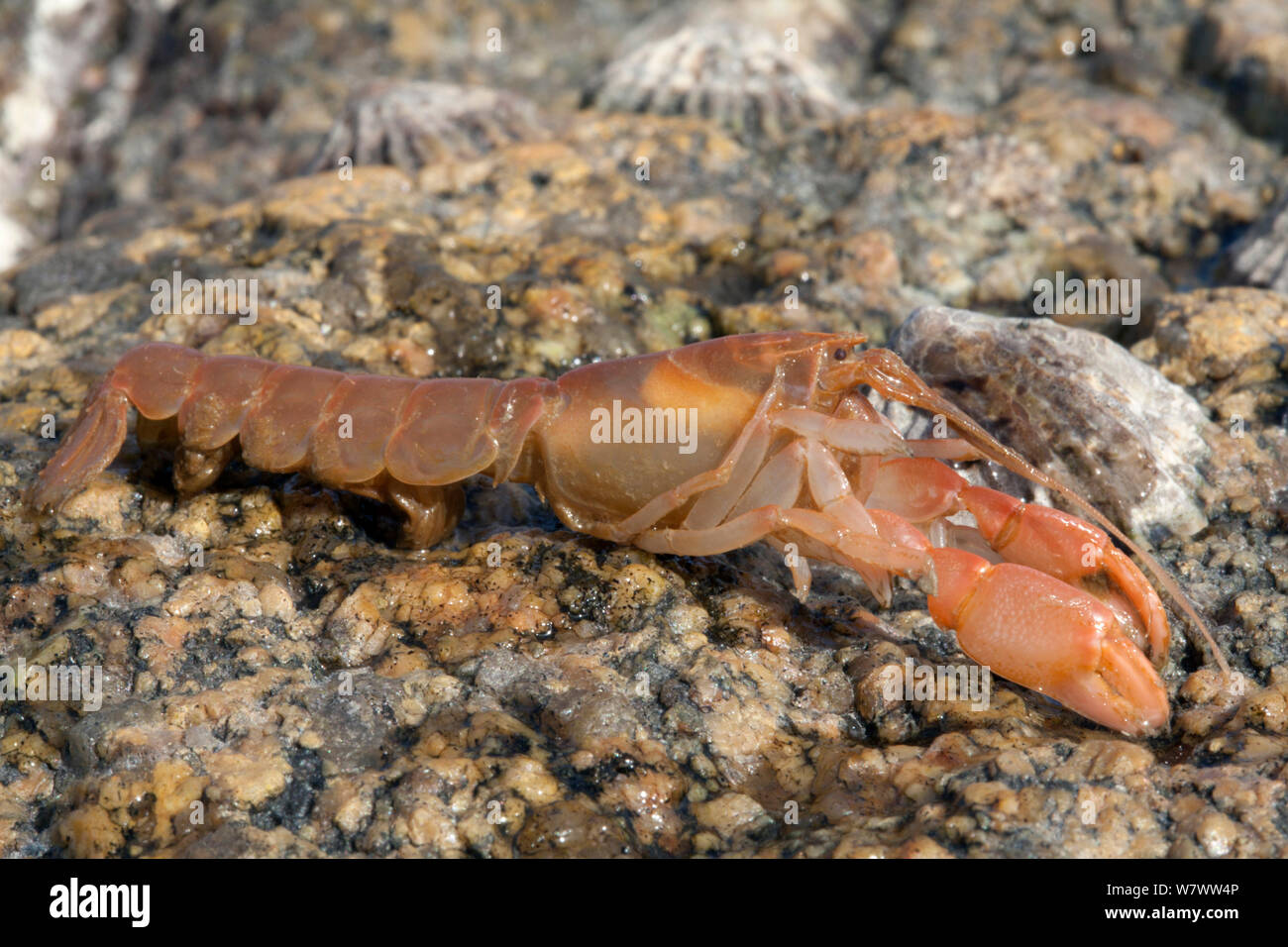 Burrowing Prawn (Axius stirhynchus) on sea shore, Guernsey, British ...