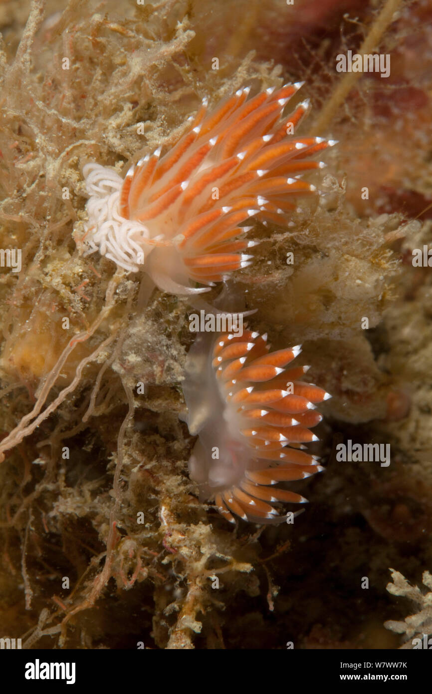 Scarlet lady sea slug hi-res stock photography and images - Alamy