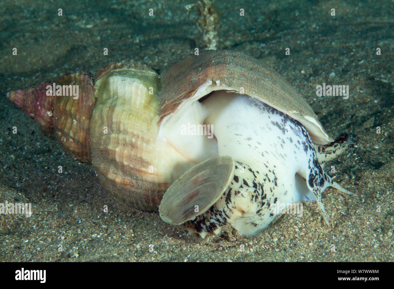 Common whelk (Buccinum undatum) Bouley Bay, Jersey, British Channel ...