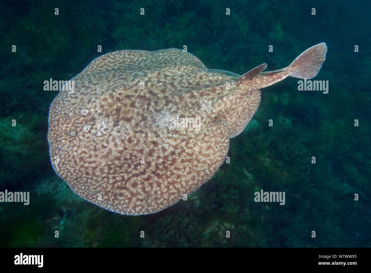 Marbled electric ray (Torpedo marmorata) Bouley Bay, Jersey, British ...