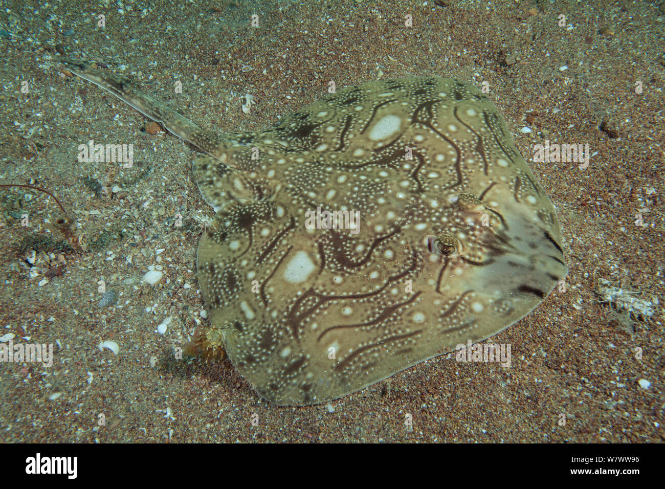 Undulate Ray (Raja undulata) Bouley Bay, Jersey, British Channel ...