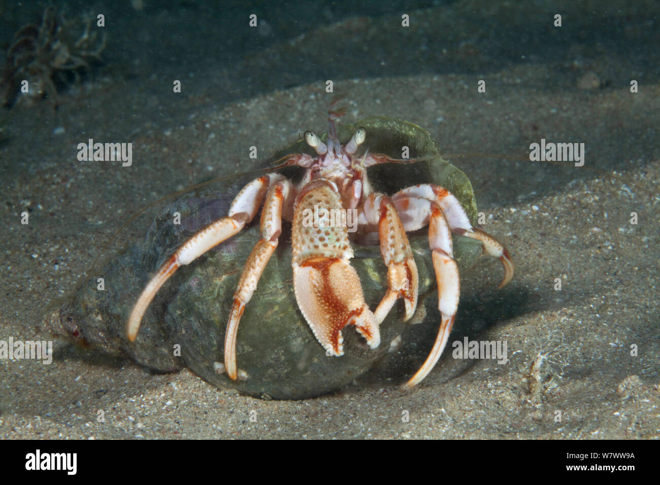 English channel crab hi-res stock photography and images - Alamy