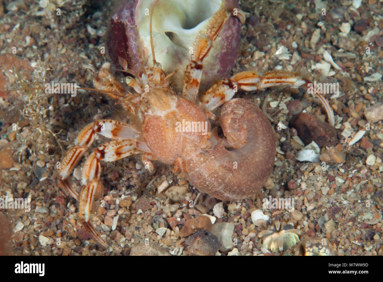 English channel crab hi-res stock photography and images - Alamy