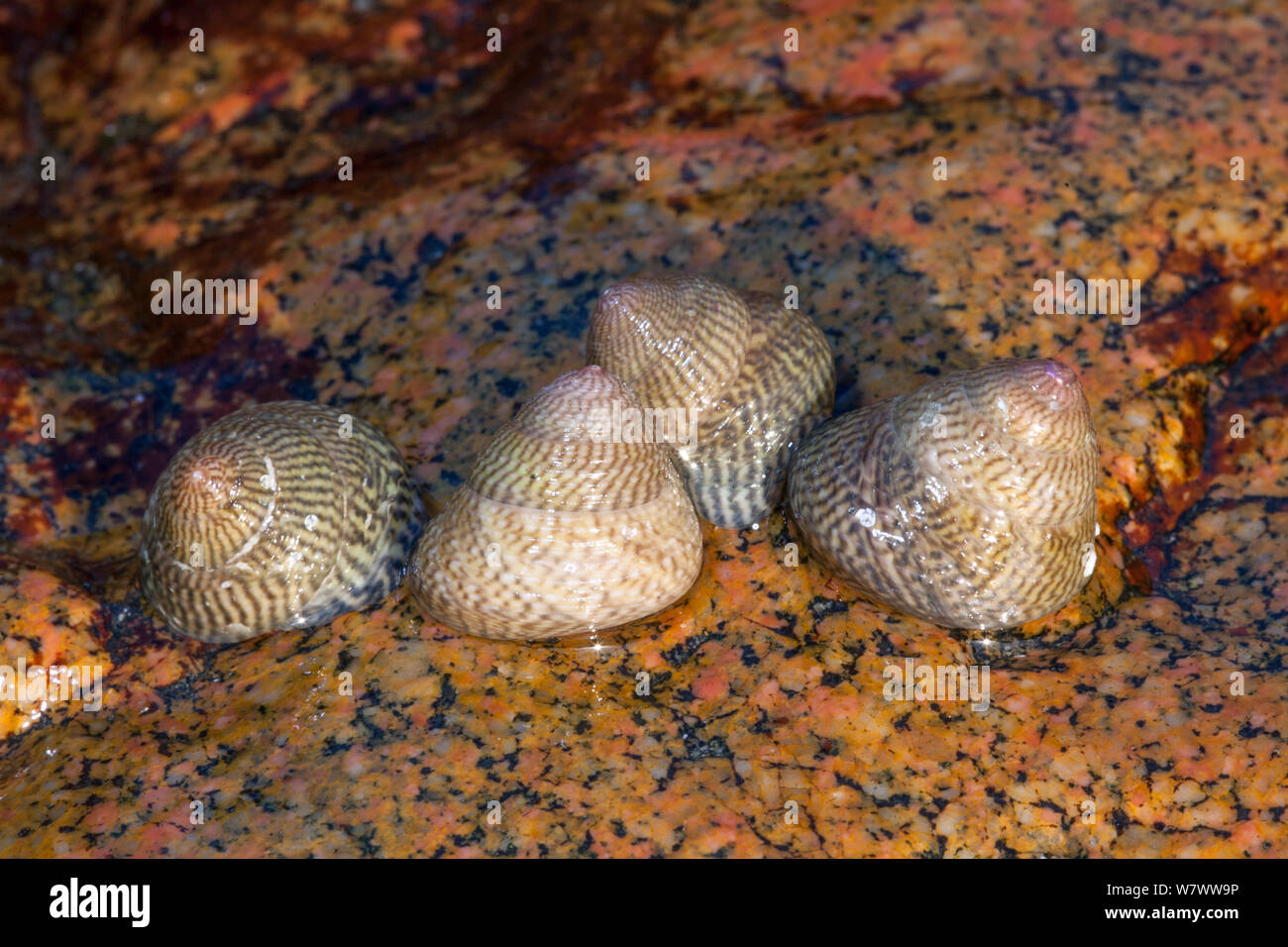 Trochus lineatus hi-res stock photography and images - Alamy