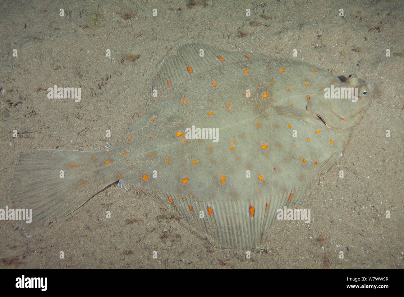 Plaice High Resolution Stock Photography and Images - Alamy
