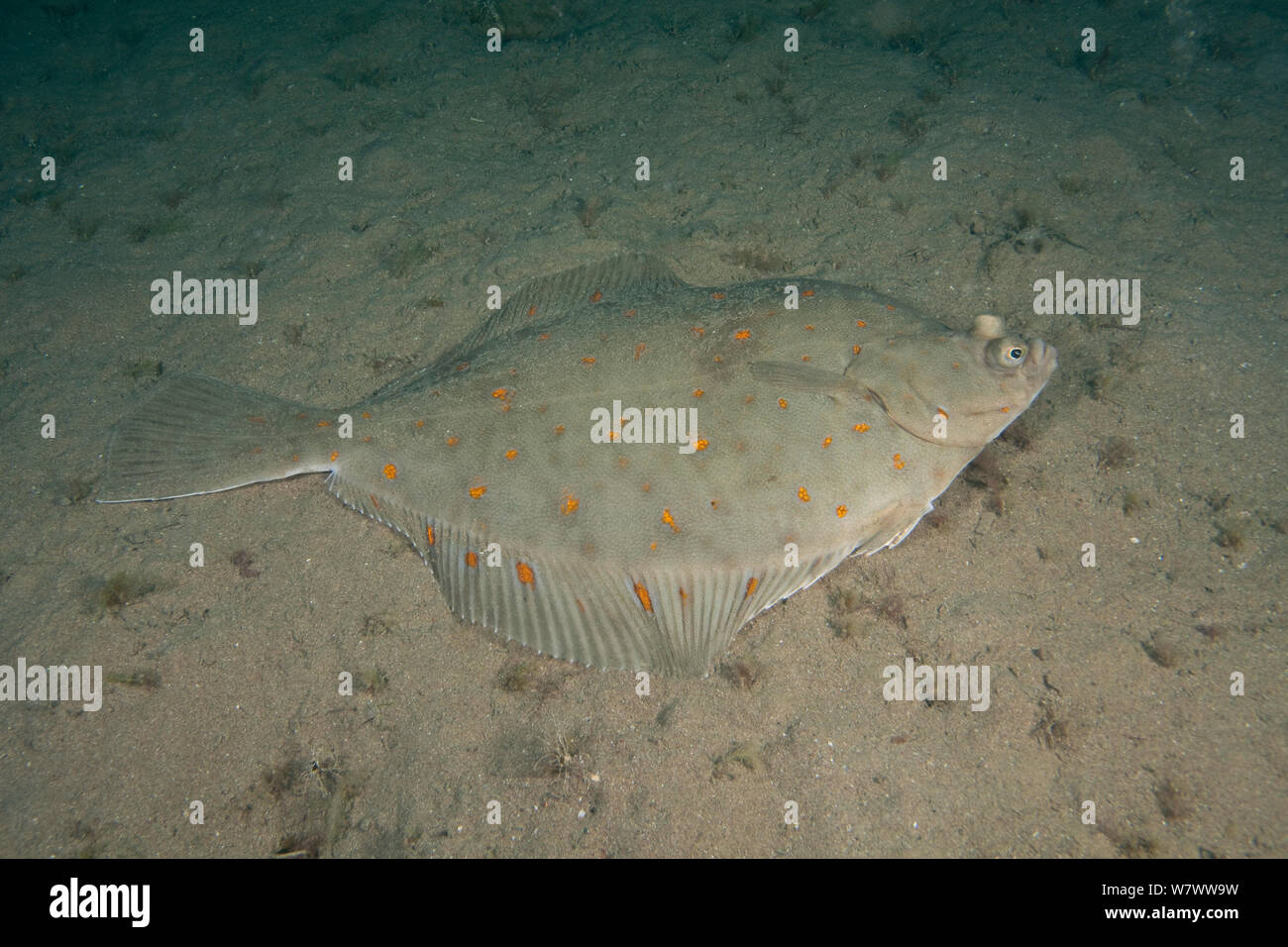 This is the plaice hi-res stock photography and images - Alamy