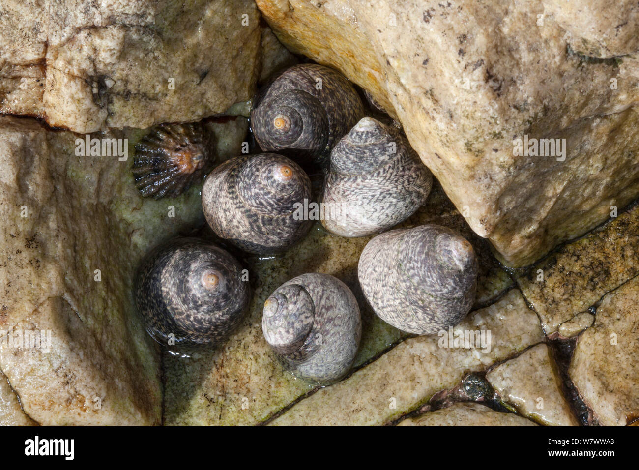 Thick top shell (Osilinus lineatus) on rocks on sea shore, Sark ...