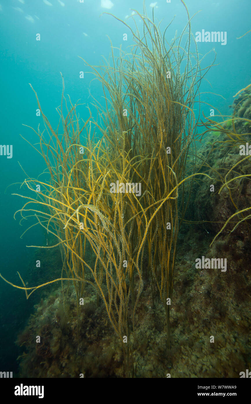 Thongweed (Himanthalia elongata) Bouley Bay, Jersey, British Channel ...