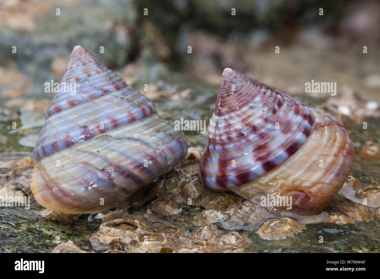 Painted top shell (Calliostoma zizyphinum) on seashore, Sark, British ...