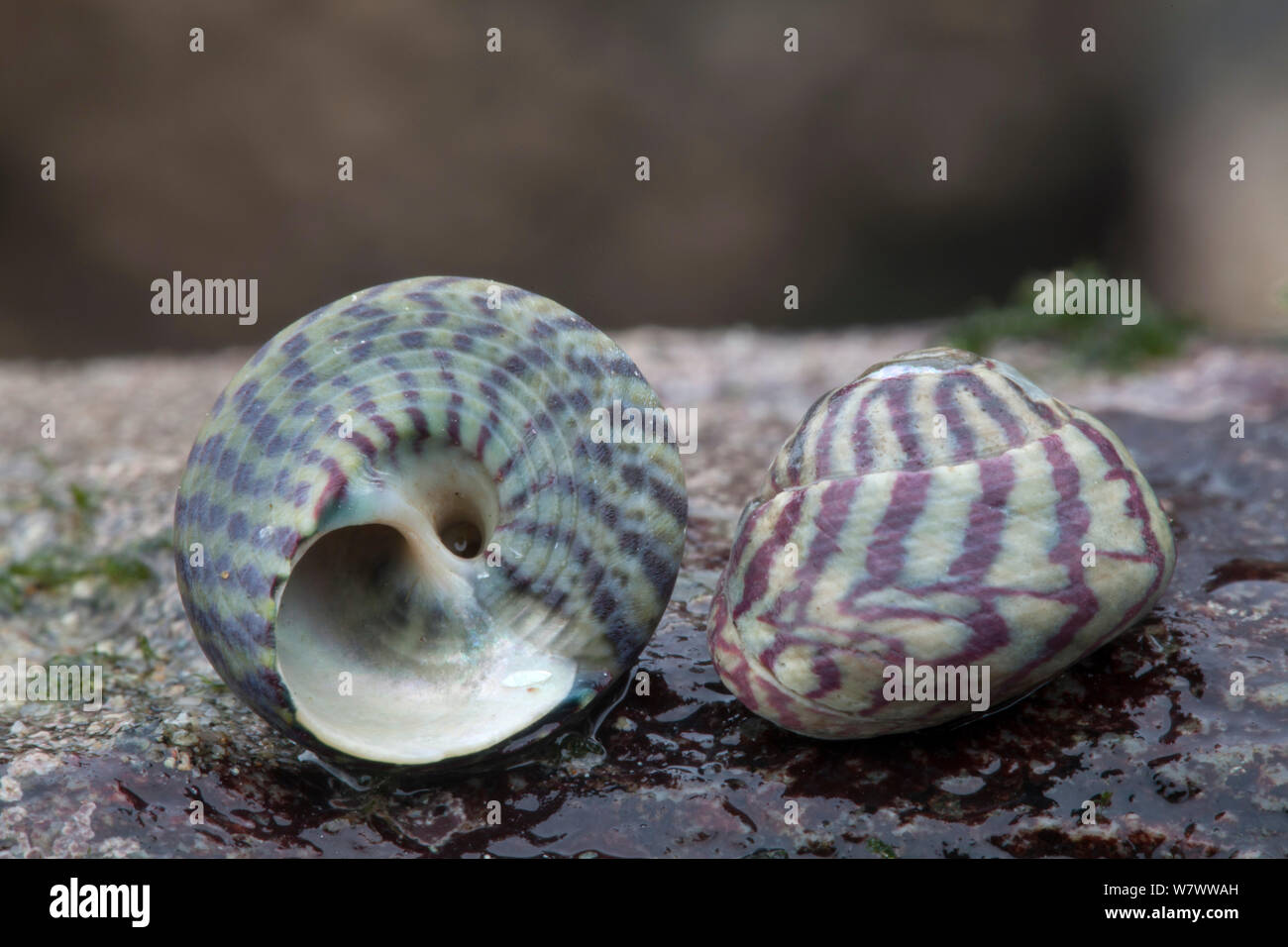 Umbilicalis hi-res stock photography and images - Alamy