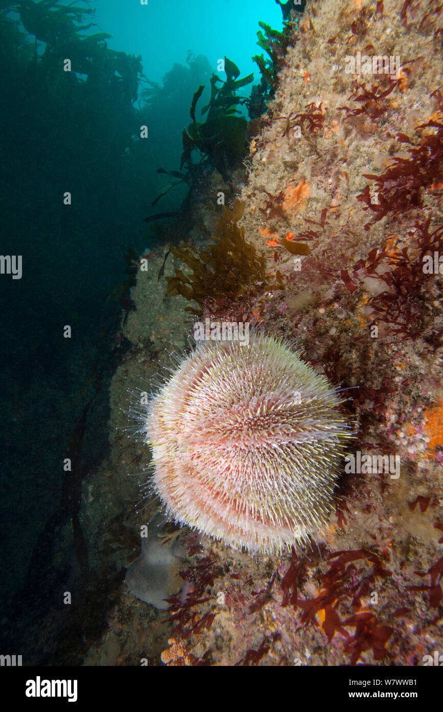 Common sea urchin echinus hi-res stock photography and images - Alamy