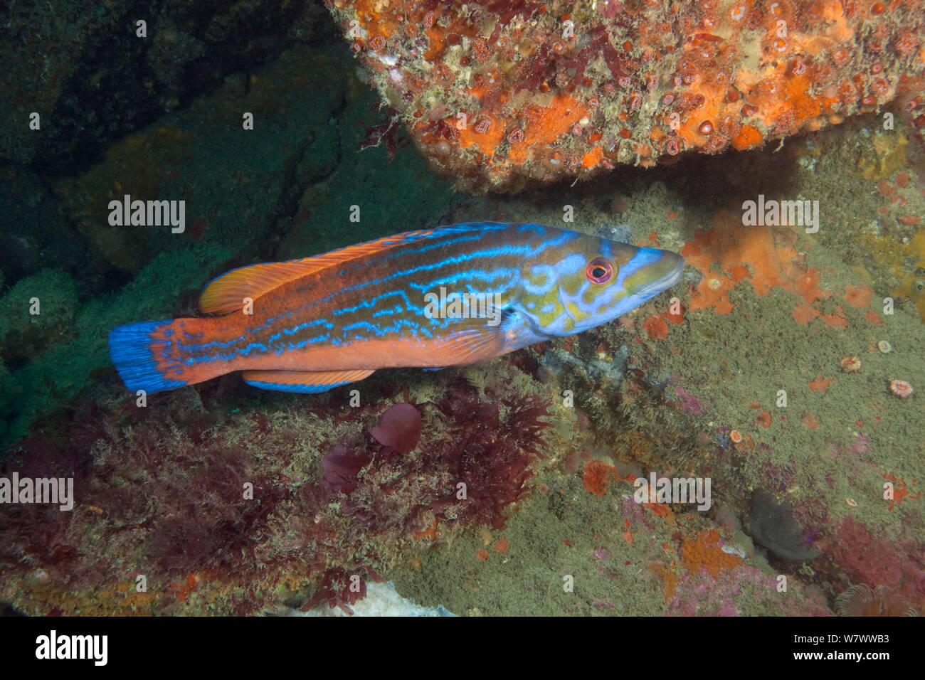 Cuckoo wrasse (Labrus mixtus) male, Guillaumesse, Sark, British Channel ...