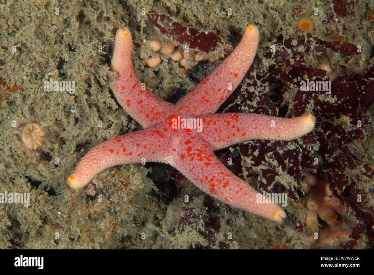 Bloody Henry Starfish (Henricia oculata) Boue Tirlipois, Sark, British ...