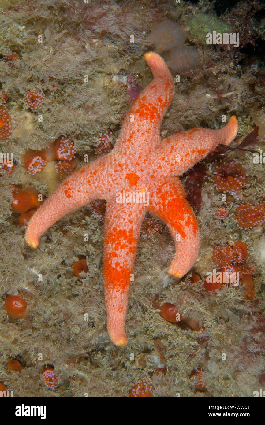 Bloody henry starfish hi-res stock photography and images - Alamy