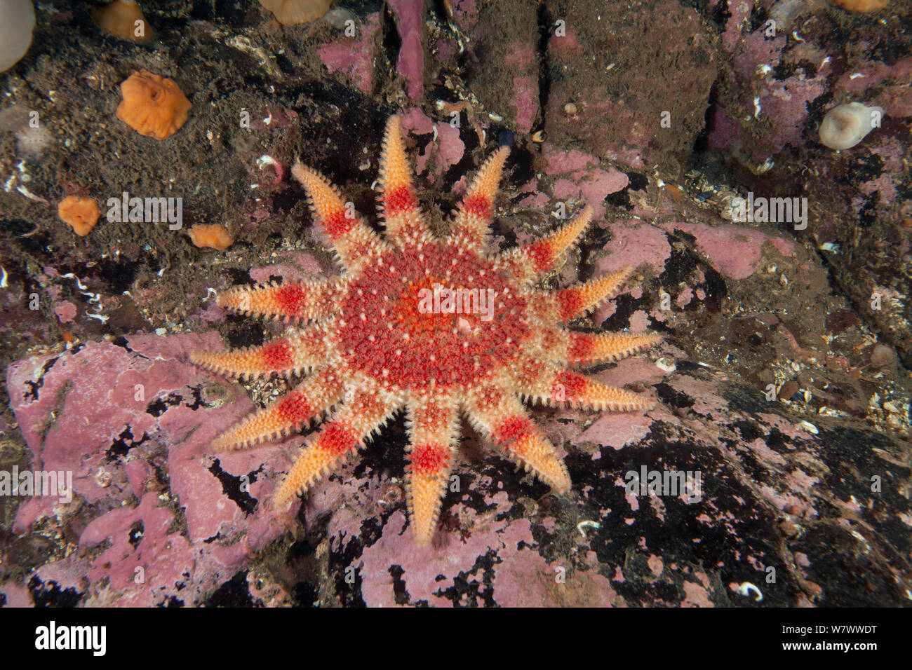 Common sun star (Crossaster papposus) St Abbs Voluntary Marine Reserve ...