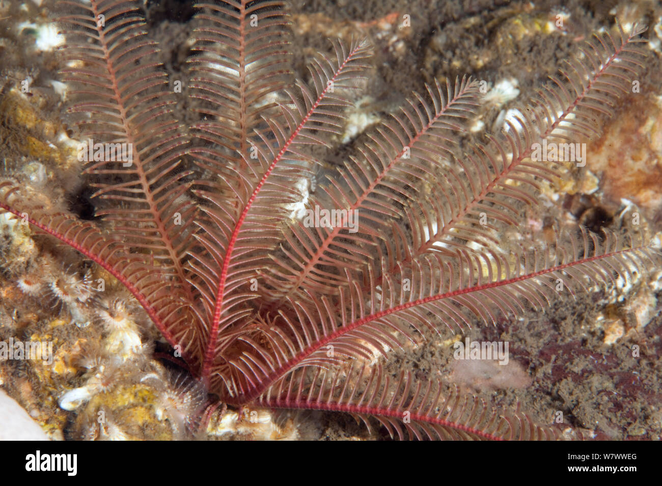 Crinoidea animalia hi-res stock photography and images - Alamy