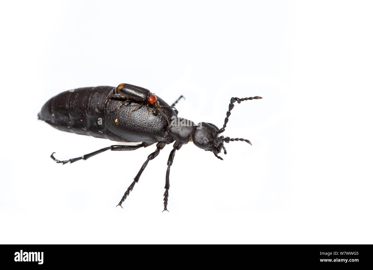 American oil beetle hi-res stock photography and images - Alamy