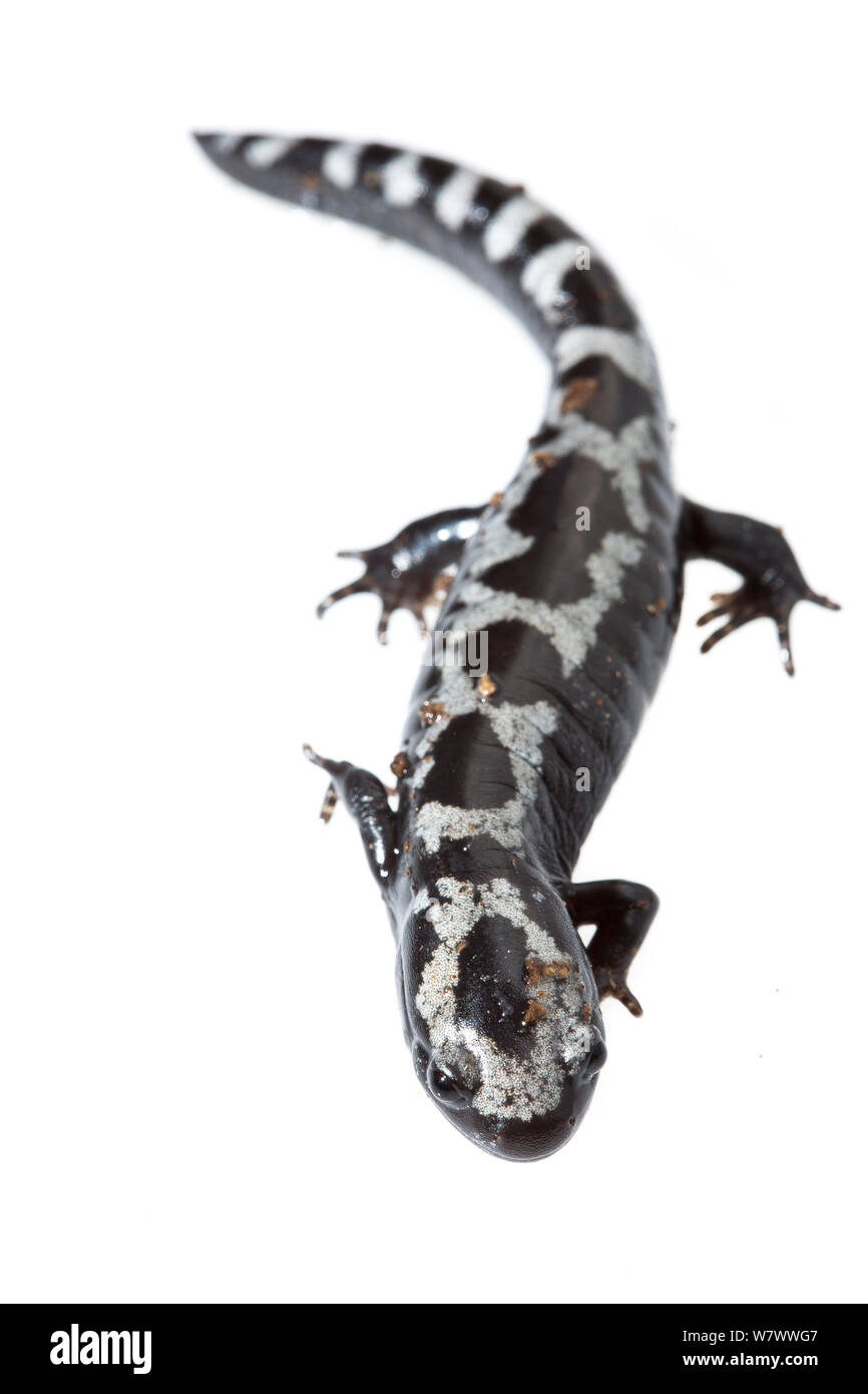 Marbled salamander ambystoma opacum hi-res stock photography and images ...